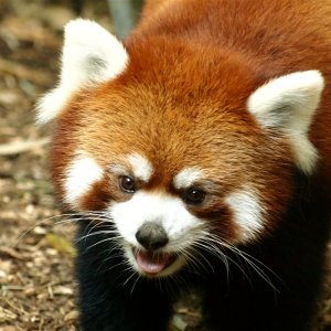 red-panda | DPReview Forums