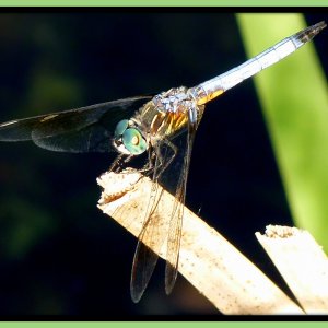 P1020217-2 | DPReview Forums