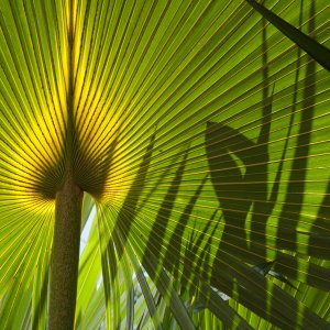 Palm-Light | DPReview Forums