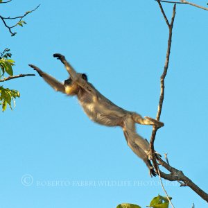 alouatta-caraya | DPReview Forums