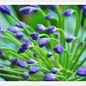 flower | DPReview Forums