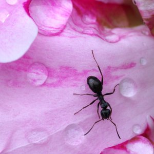 black-ant | DPReview Forums