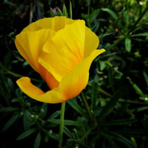 california-poppy | DPReview Forums