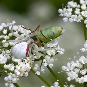 Goldenrod crab spider (Misumena vatia) with prey on ground-elder (Aegopodium podagraria ...