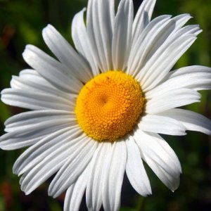 1013462-1 | DPReview Forums