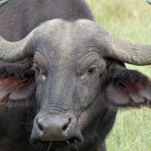 close-ups | DPReview Forums