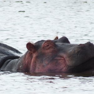 lake-naivasha | DPReview Forums