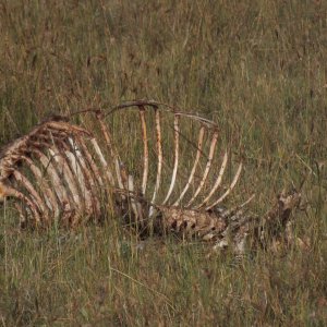 close-ups | DPReview Forums