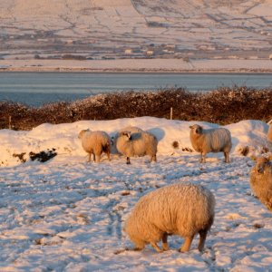 Snow in Dingle | DPReview Forums