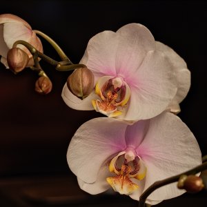Orchids, and more to come... | DPReview Forums