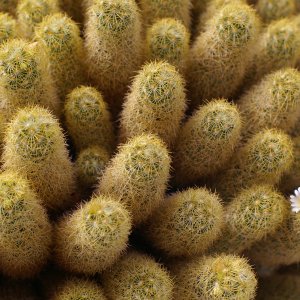 IMGP5405-1 | DPReview Forums