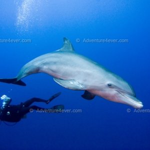 ocean-encounters | DPReview Forums