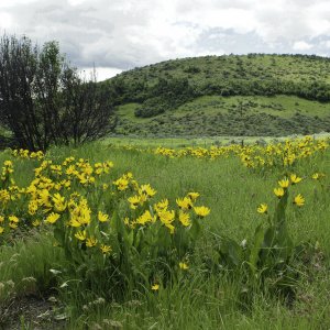 Arrowleaf Balsamroot Closeup | DPReview Forums
