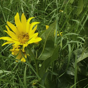 Arrowleaf Balsamroot Closeup | DPReview Forums