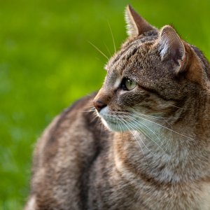 tokina-90-25-macro | DPReview Forums