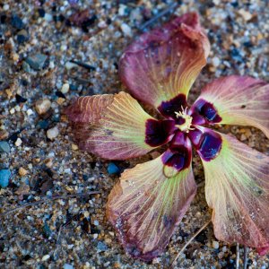 boreen-point | DPReview Forums