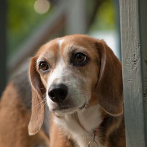 40-150 | DPReview Forums