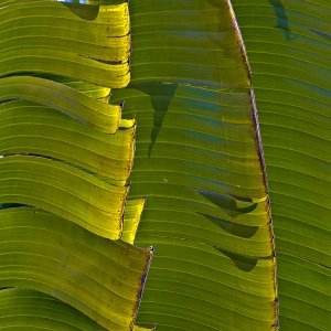 Ed Banana Leaf | DPReview Forums