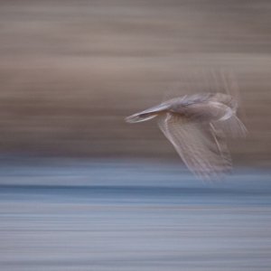 Owls in Motion #1 | DPReview Forums