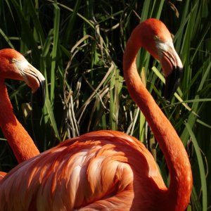 flamingoes | DPReview Forums