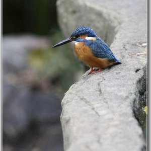 common-kingfisher_014 | DPReview Forums