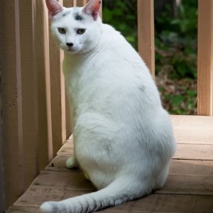 henry | DPReview Forums