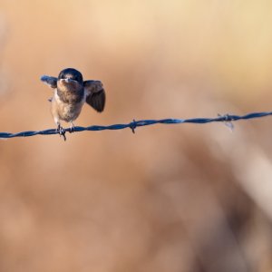 Baby Swallow #1 | DPReview Forums