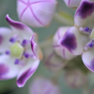 Flowers in Djibouti, Africa | DPReview Forums