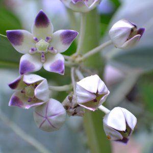Flowers in Djibouti, Africa | DPReview Forums
