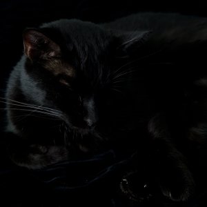 Luna-2 | DPReview Forums