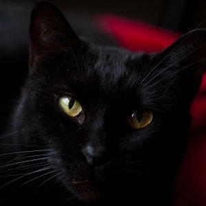 Luna-3 | DPReview Forums