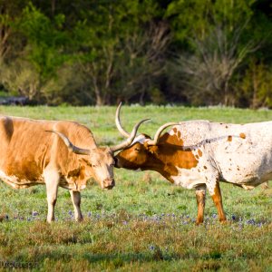 longhorns | DPReview Forums