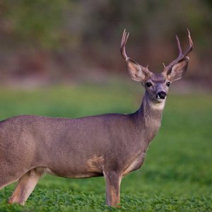 Buck #2 | DPReview Forums