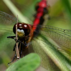 Red dragonfly (Sympetrum species), probably the white-faced meadowhawk (Sympetrum obtrusum ...