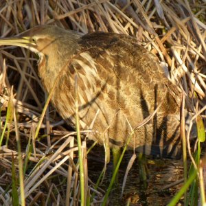 bitterns | DPReview Forums