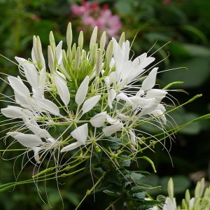 spider-plant | DPReview Forums