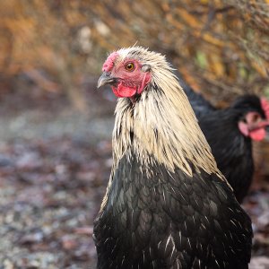 tokina-90-25-macro | DPReview Forums