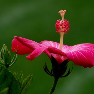 Red hibiscus (Hibiscus species - Malvaceae) | DPReview Forums