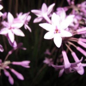 Purple Flower | DPReview Forums