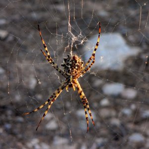 Spider and web | DPReview Forums