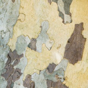 silvacannes | DPReview Forums