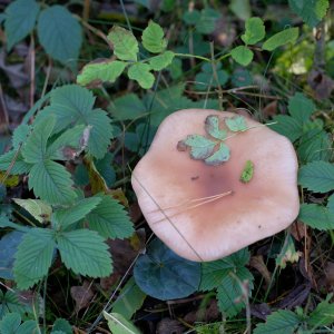 SAM_0616u | DPReview Forums