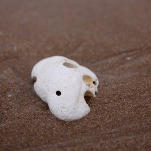 stone | DPReview Forums