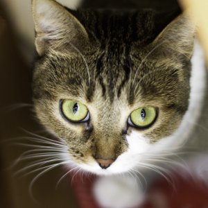 mao | DPReview Forums