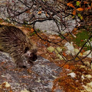 2011_USA_00261 | DPReview Forums