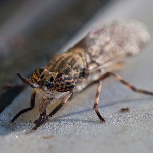 45mm-macro | DPReview Forums