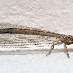 _02 | DPReview Forums