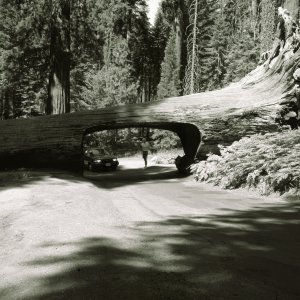 sequoia national park | DPReview Forums