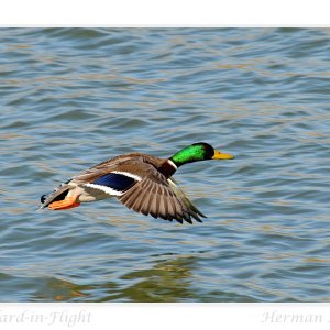 Mallard Duck Touch-down | DPReview Forums