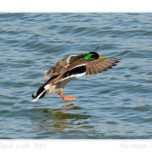 Mallard Duck Touch-down | DPReview Forums